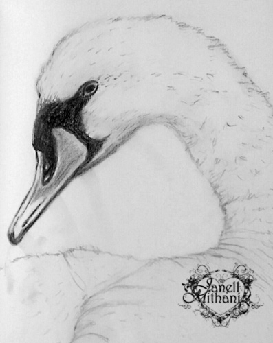 Swan Sketch